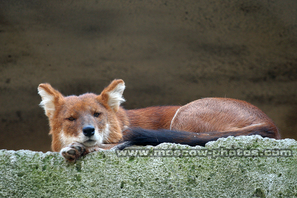 Moscow Photos - Moscow Zoo, Dhole, Cuon alpinus lepturus - View 12
