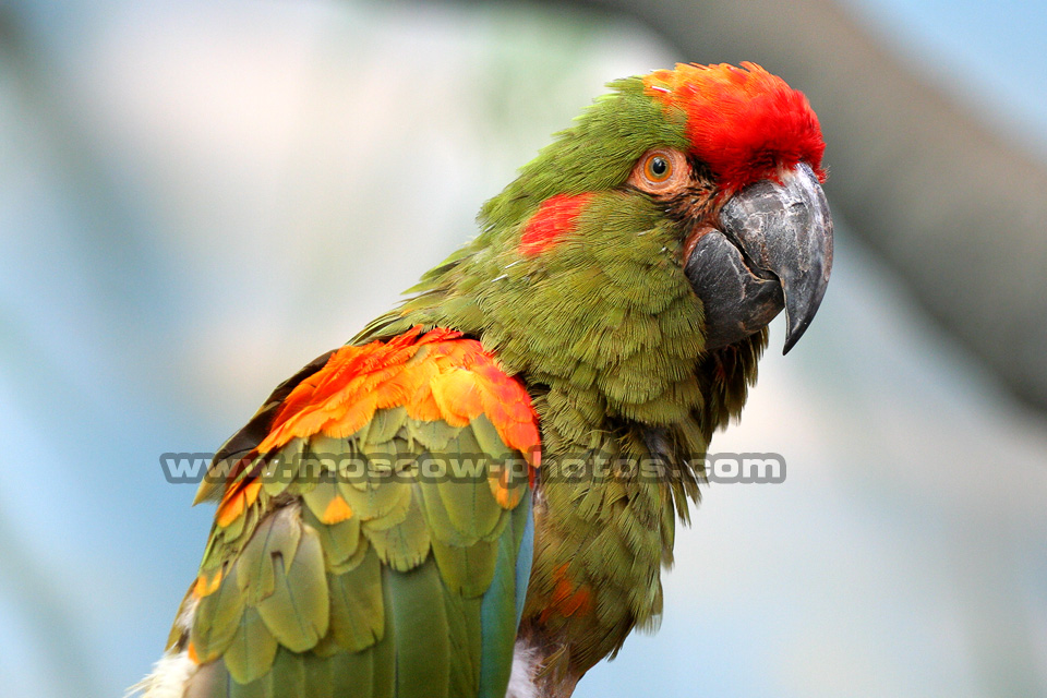 Moscow Photos - Moscow Zoo, Parrot - View 14